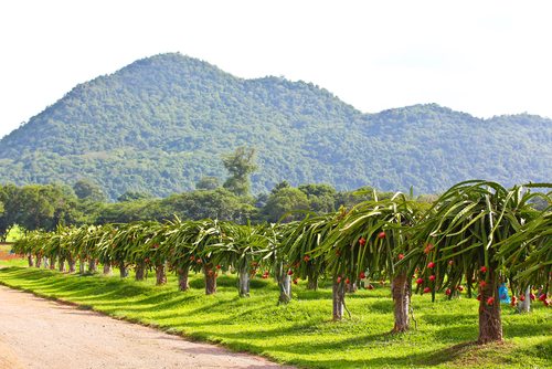 The Top Benefits of Pitaya and Why It's Important To Your Health ...